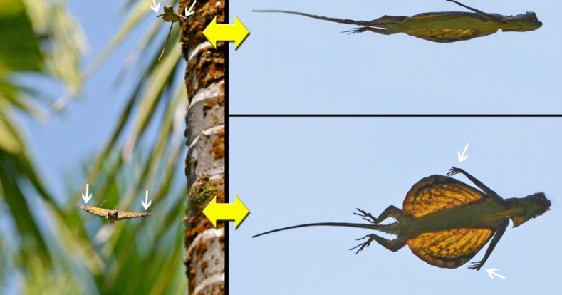 Species New to Science: [Herpetology • 2017] How Draco Lizards Fly: A ...