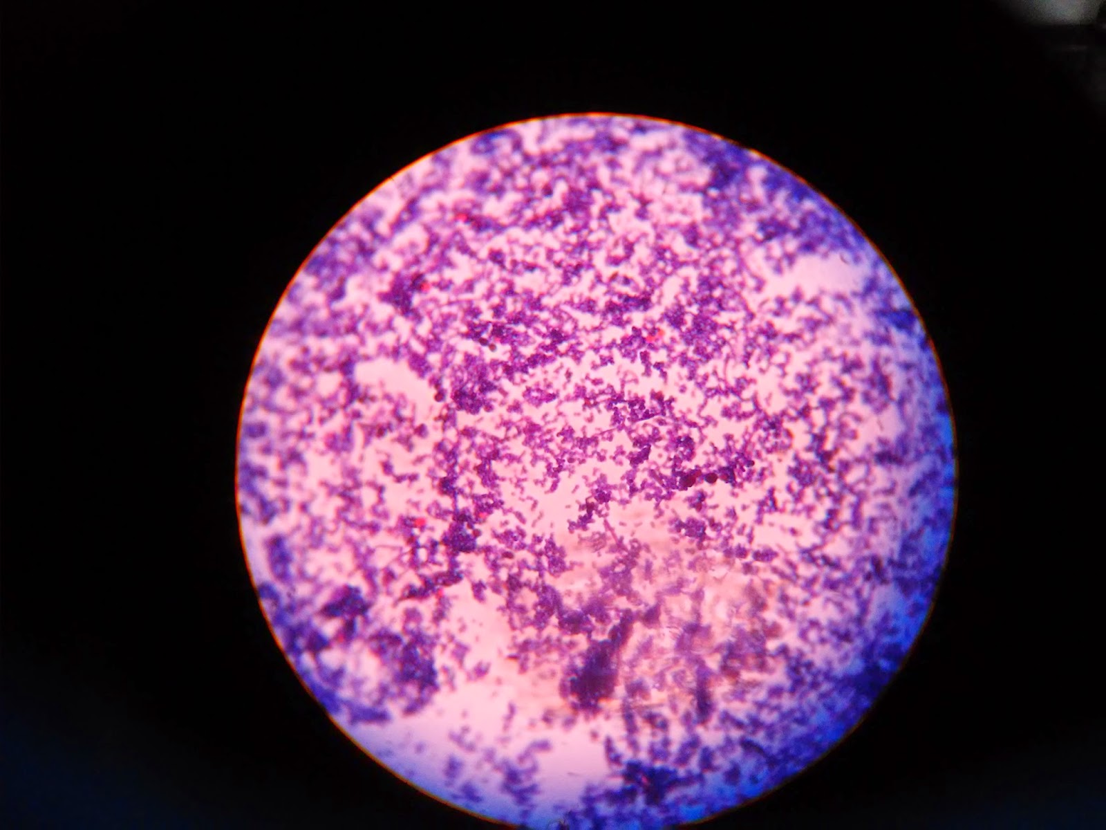 Angeles Sapien Vitae: MICROSCOPIA