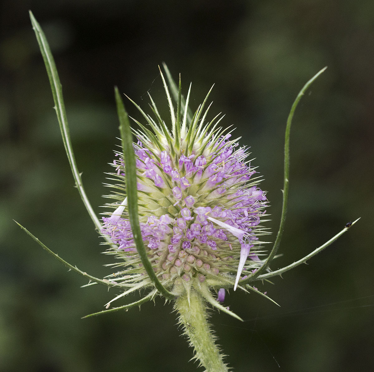 Teasel In Flower Naturally teasel-in-flower-naturally