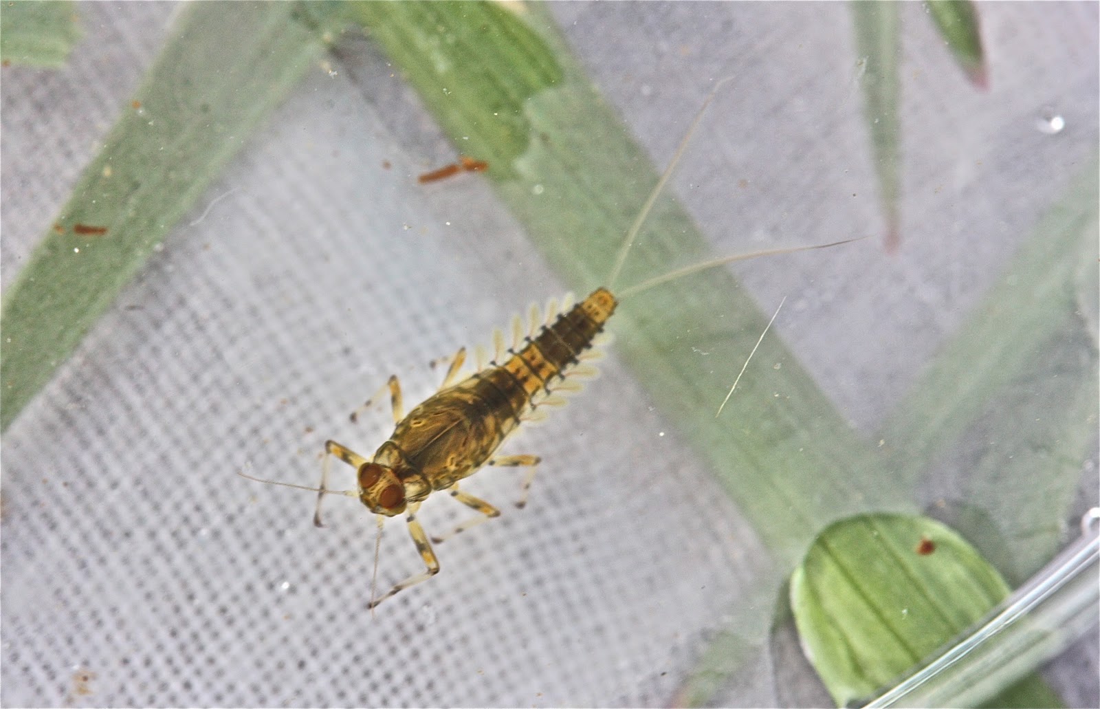 Aquatic Insects of Central Virginia: The Small Minnow Mayflies Take the ...