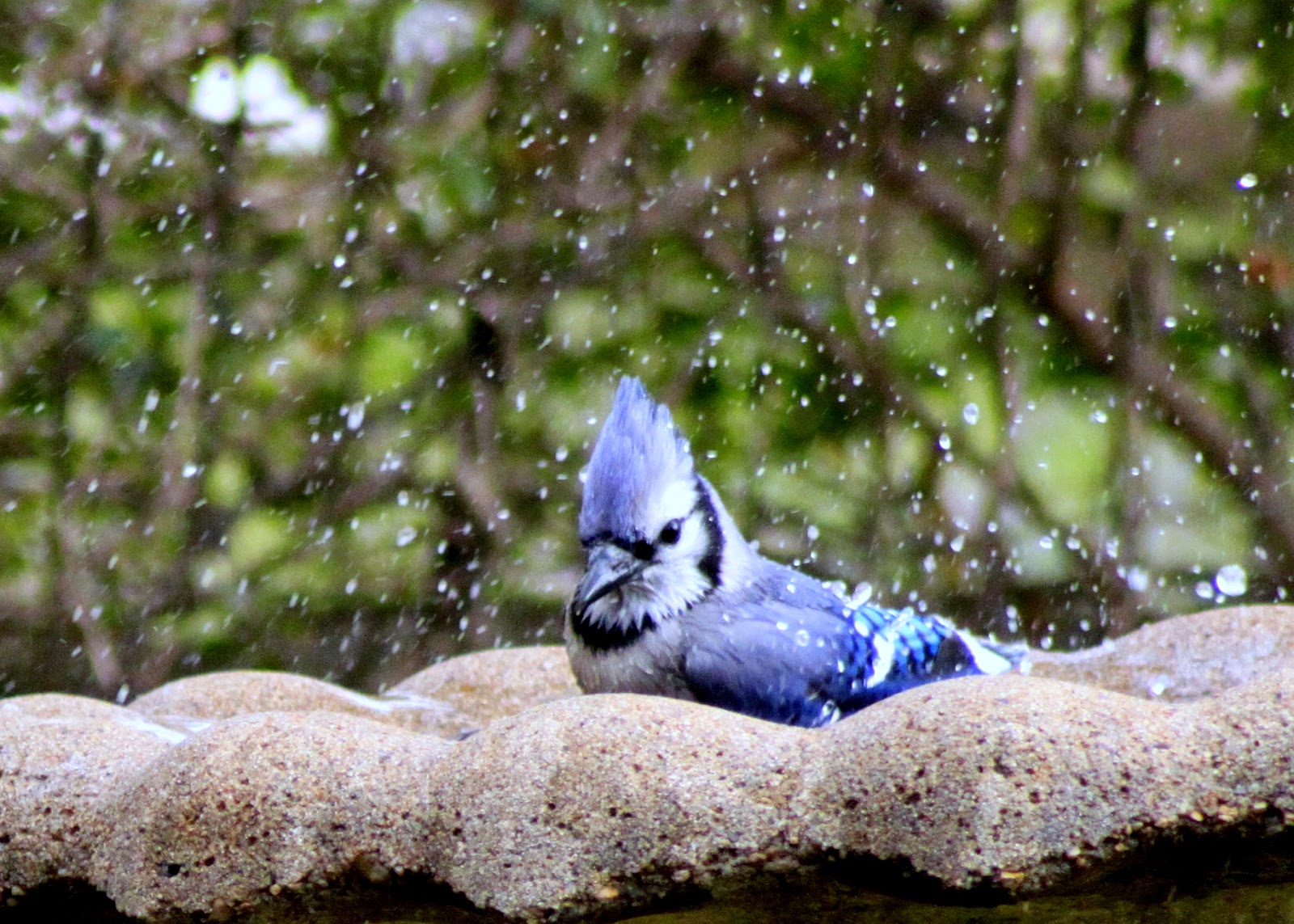 Ponderings of an Elect Exile: 2014