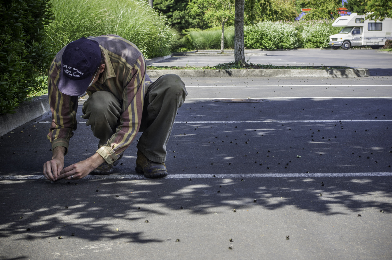 Oregon Invasive Species: Lessons Learned from the Wilsonville Bee Kill