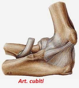 Medicinski fakultet Novi Sad: Zglob lakta - art. cubiti