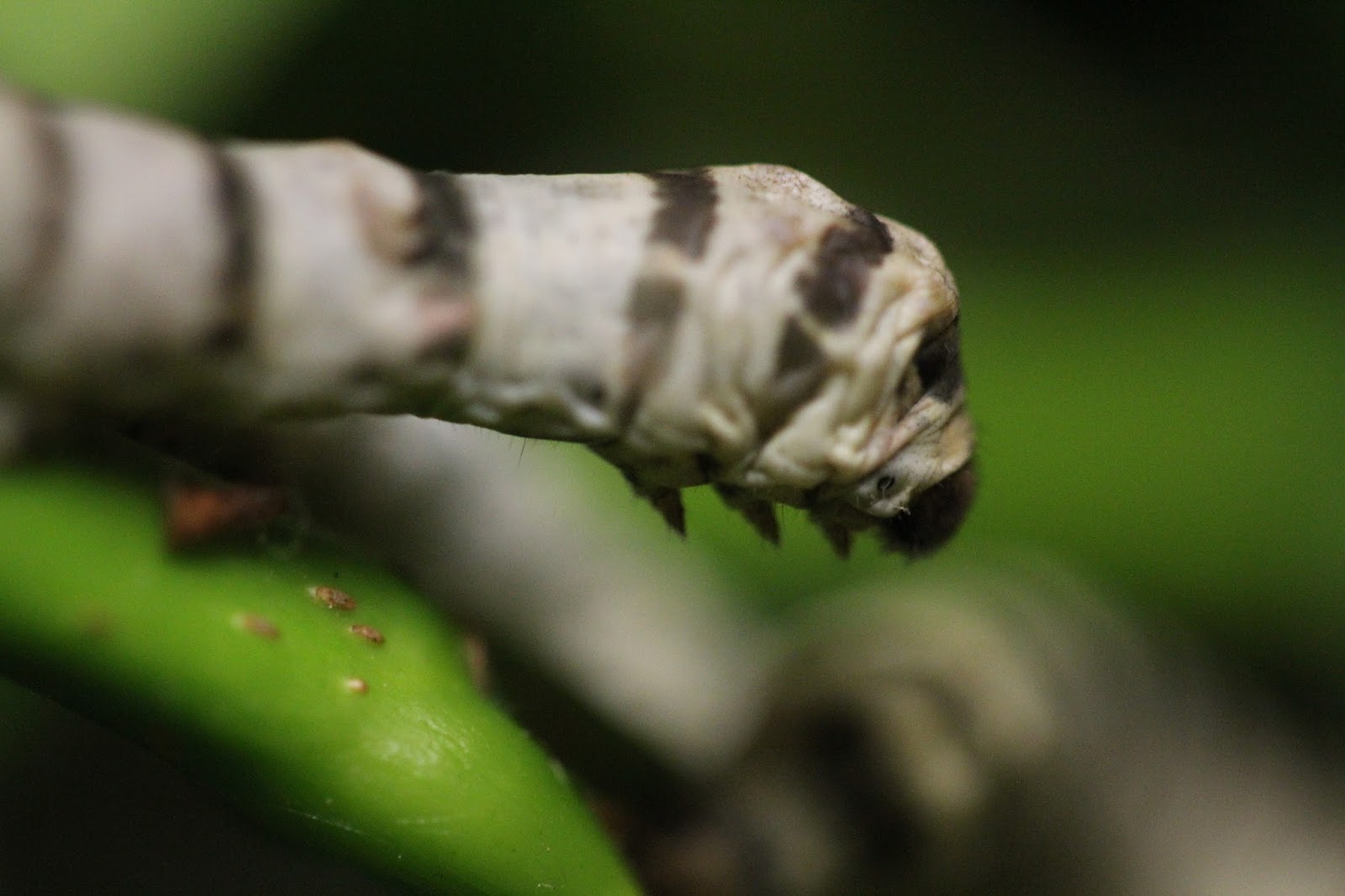 Amazing Silkworms: Silkworm Photoshoot