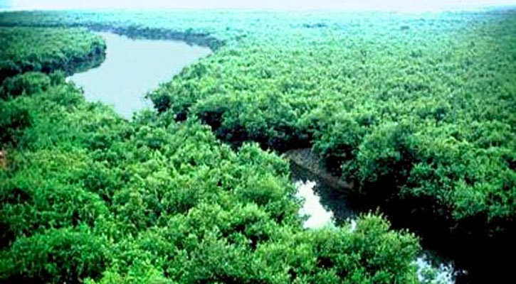 Sundarban: The largest Mangrove forest in the World. | Beautiful Places ...