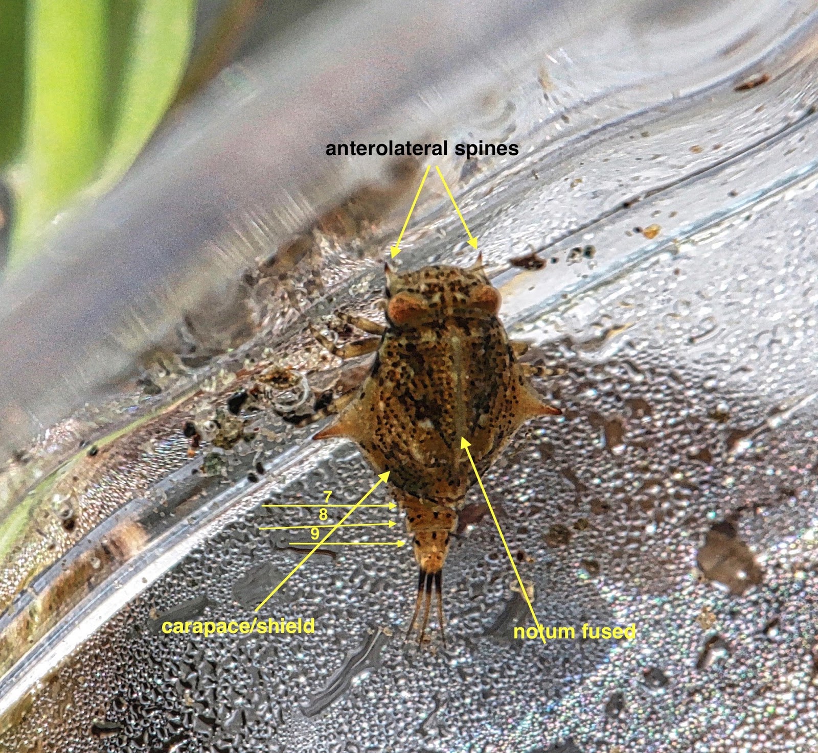 Aquatic Insects of Central Virginia: Something new! An "armored mayfly ...