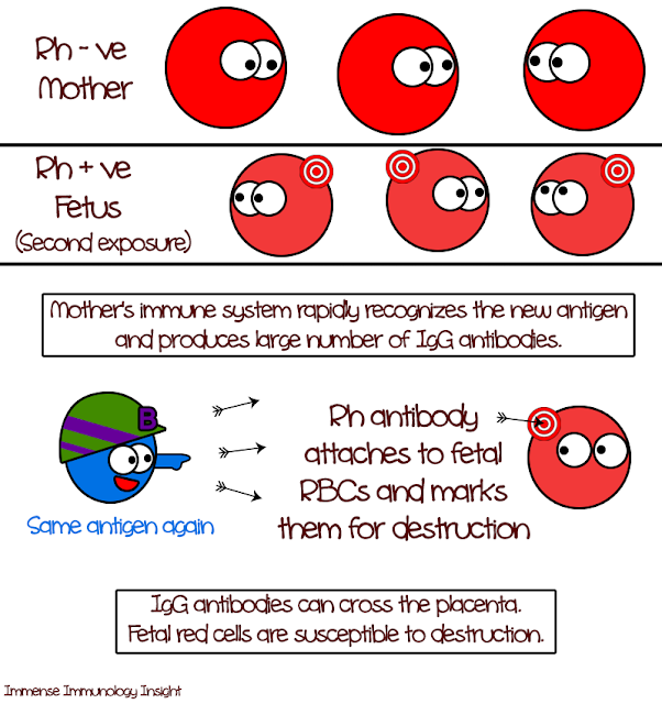 Immense Immunology Insight: Rh incompatibility