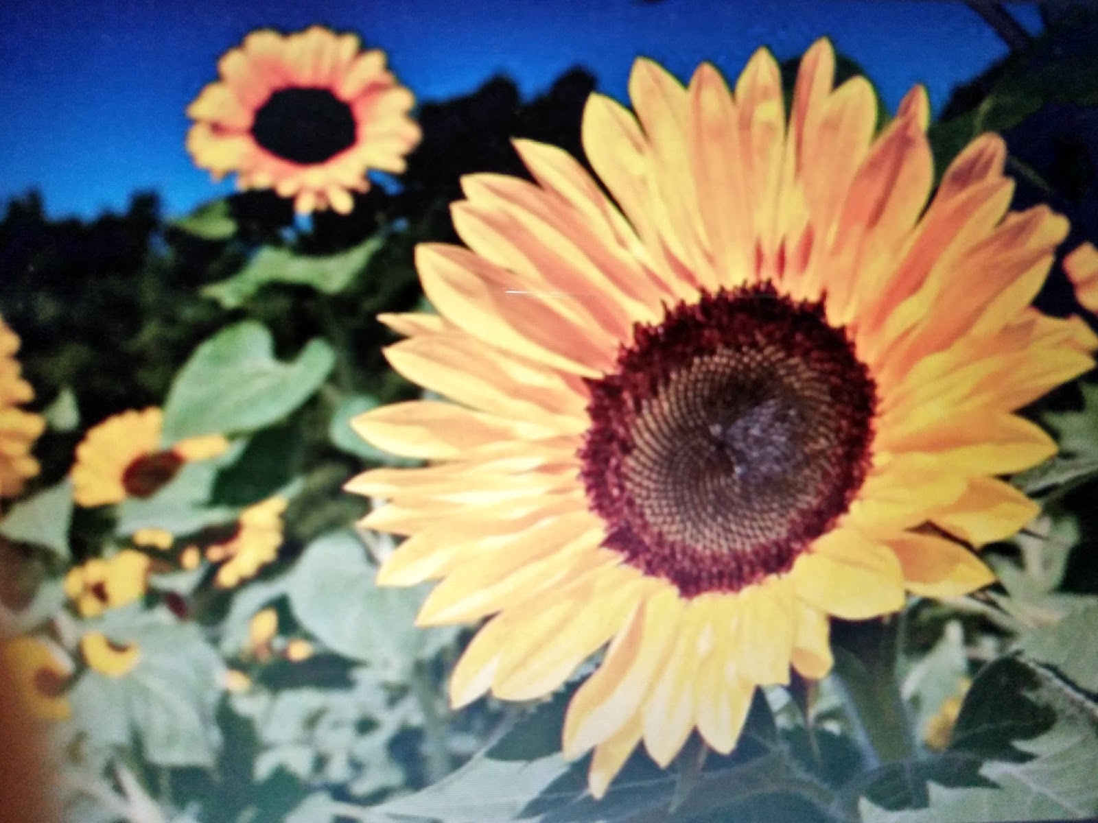 Fuziah Sulaiman blog: Jom kenali flora BUNGA MATAHARI - Ornamental ...