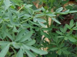 17 Khasiat Tanaman Inggu Untuk Kesehatan | Khasiat