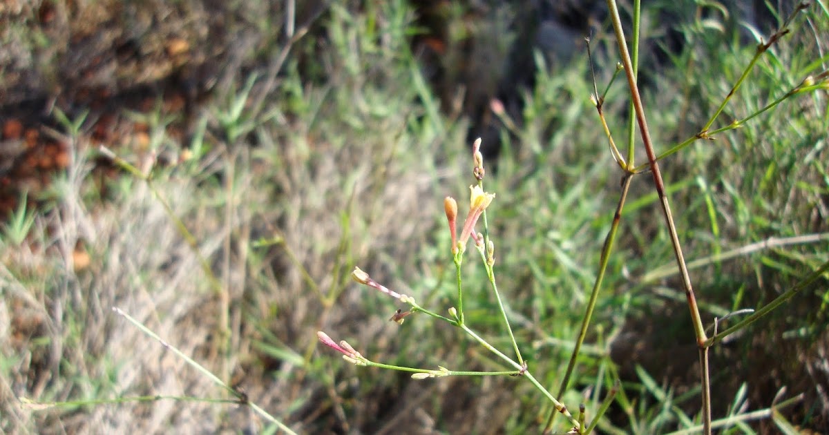CA L'HERBOLARI ALZIRA: LA HERBA PRIMA O CANYETA D'OR.-