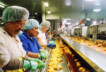 English 1-4 Expository Articles 2015: Mass Produced Foods