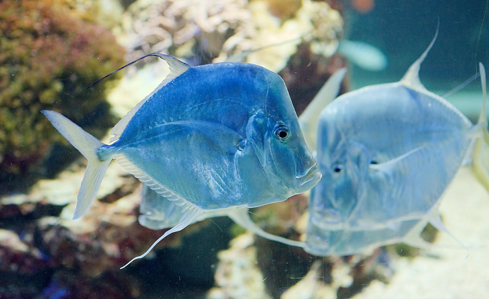 Le blog aléatoire: De la lumière polarisée rende poissons invisibles