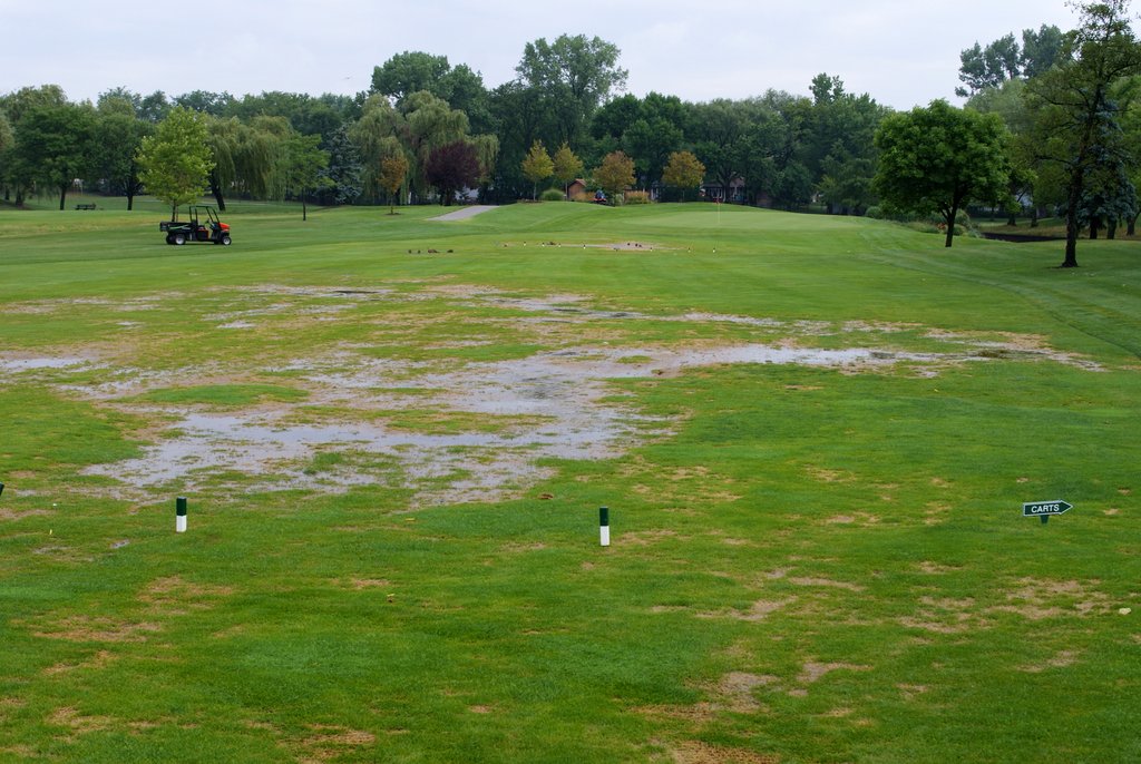 Sugar Creek Golf Course Blog: Turf Notes: Poa trivialis