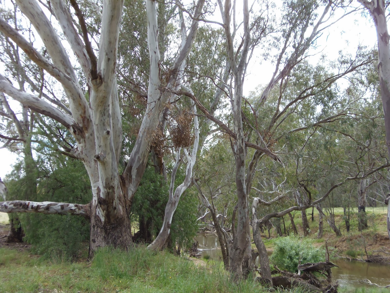 Solo Steve On The Road: ENGLISH'S BRIDGE via GOORNONG Vic