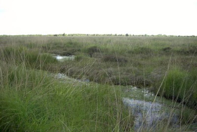 Rawa: Karakteristik, Contoh, Jenis, Manfaat dan Klasifikasinya