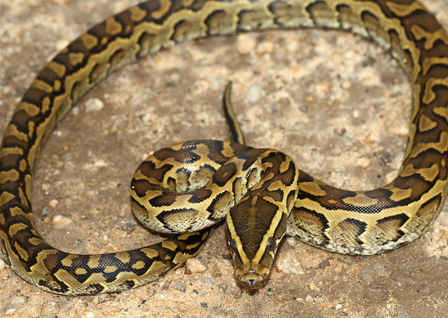 The Joys of Reptile Keeping and Awesome Reptiles: African Rock Python ...