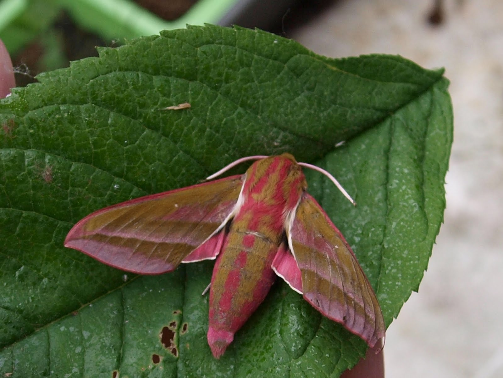 Ragged Robin's Nature Notes: A Vision in Pink!