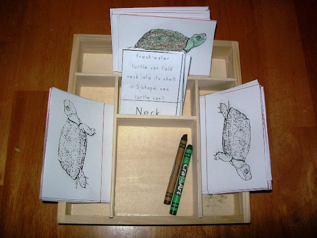 Reptiles & Amphibians Unit with FREE Printables - Every Star Is Different