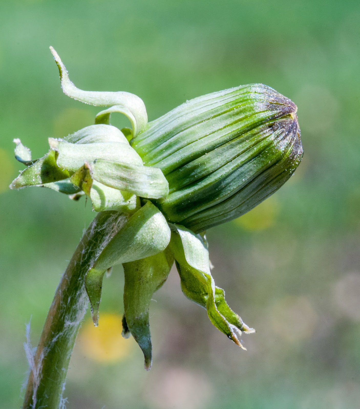 The 3 Foragers: Foraging for Wild, Natural, Organic Food: Dandelion ...