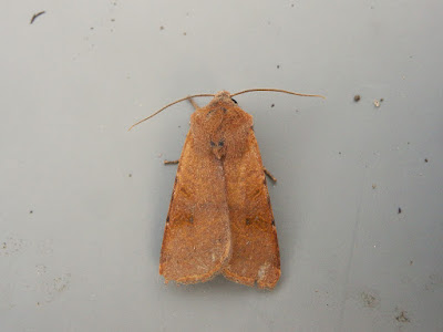 Batch Valley Wildlife