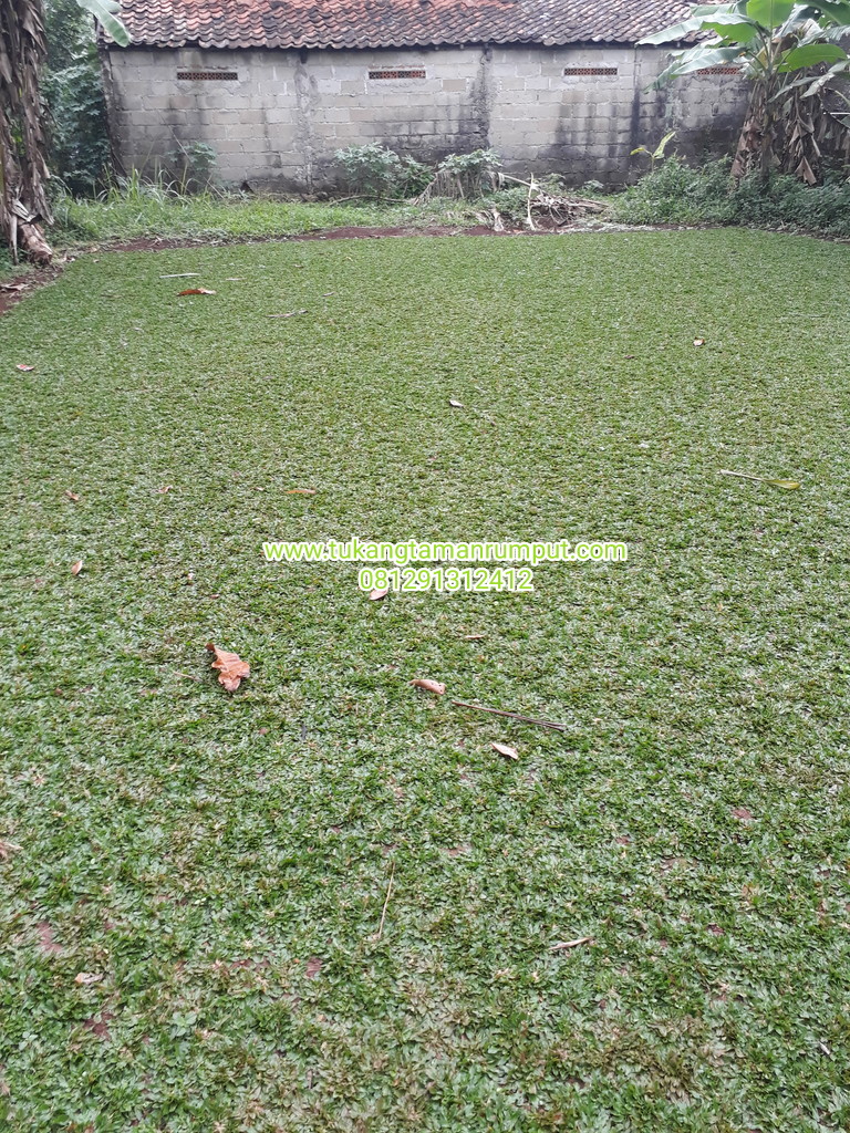 Rumput Yang Bagus Untuk Taman - Kenali Jenis Rumput Taman Agar Tidak ...