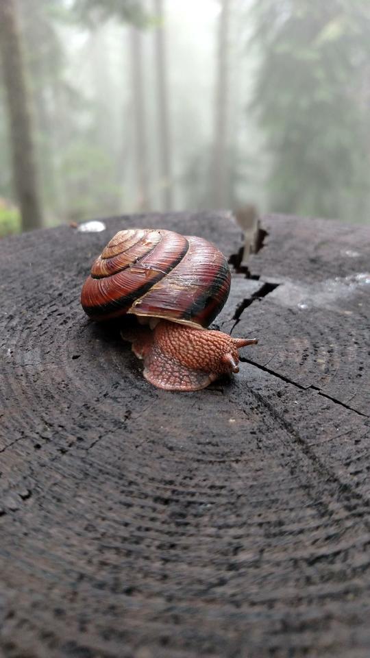 The Natural Naturalist: Red Snail in Oregon