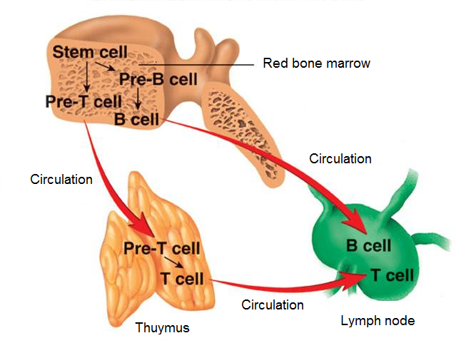 #59 The immune response - Lymphocytes | Biology Notes for A level