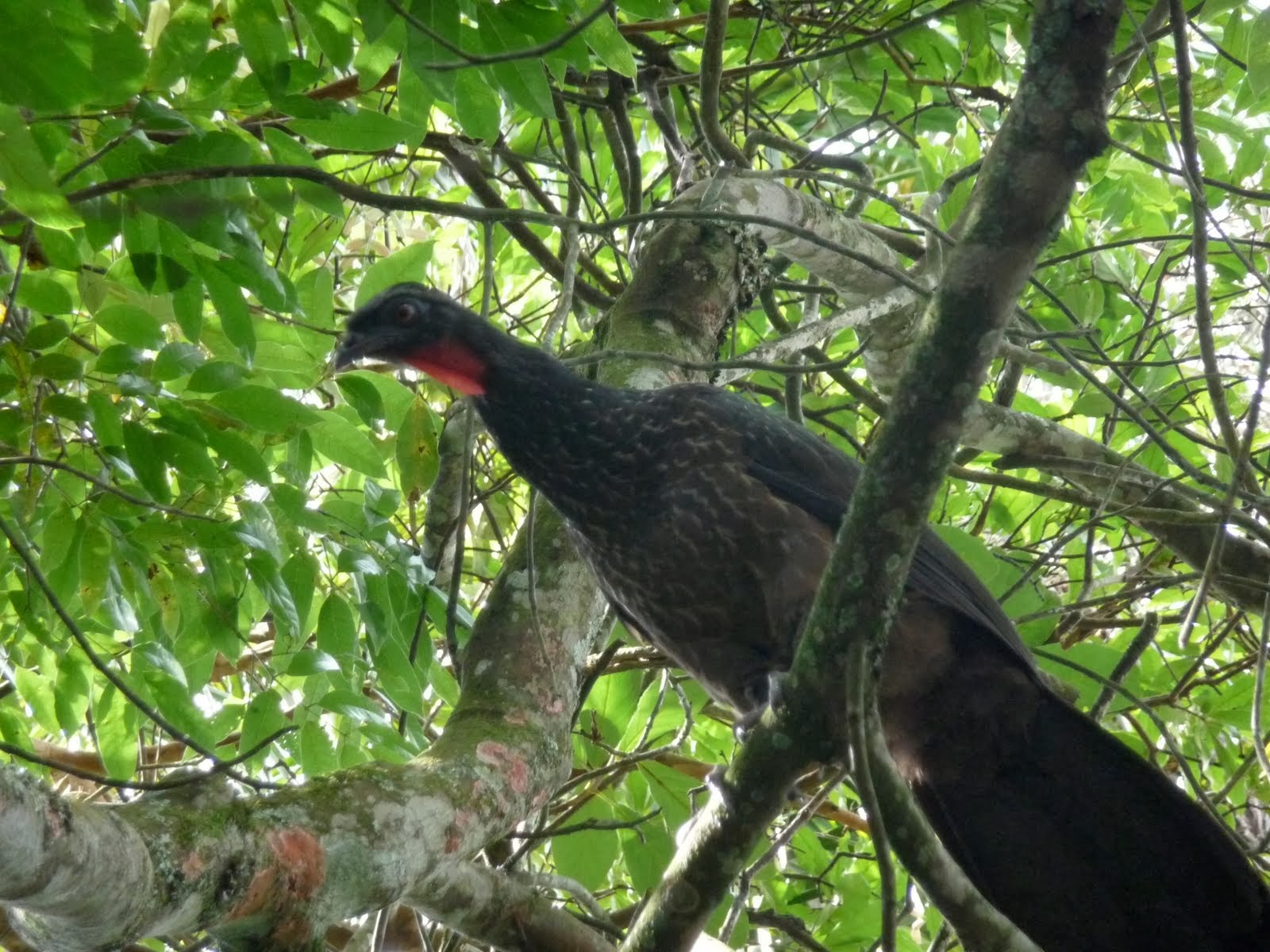 IPHAD - Preservação do Bioma Terrestre: Aves no ecossistema de ArDalk ...