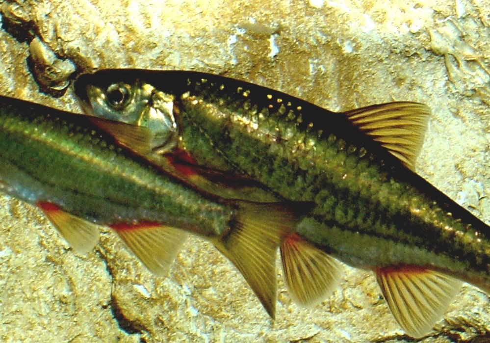 Category:Freshwater Fish Of Europe - European Freshwater Fish