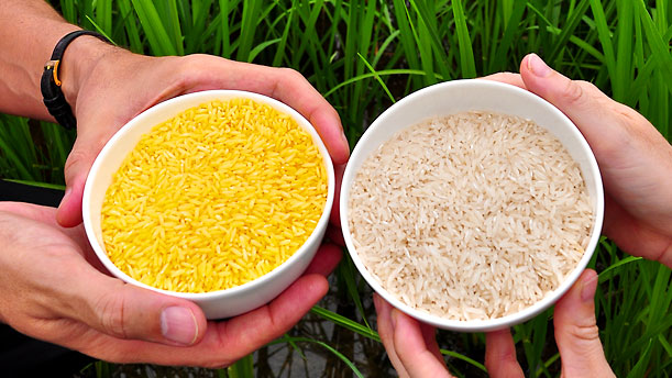 Golden Rice. Is It Worth The Risk?