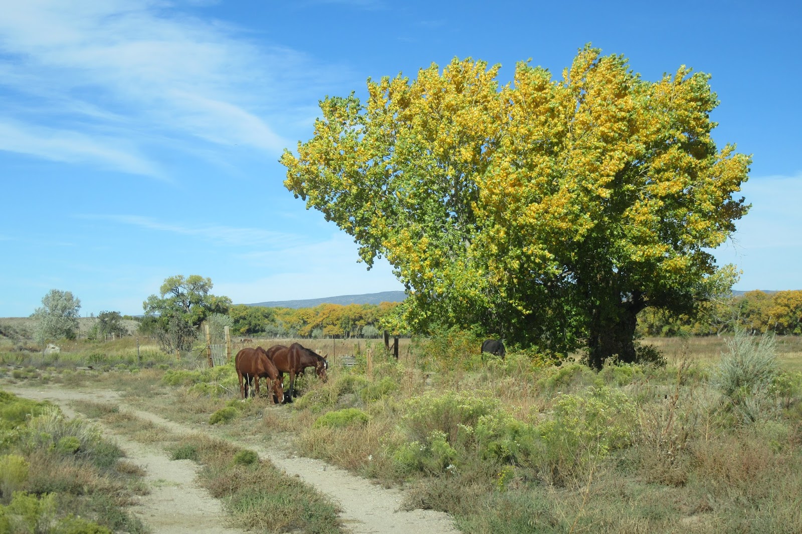 Reluctant Rebel: Taking A New Mexico Fall Foliage Tour