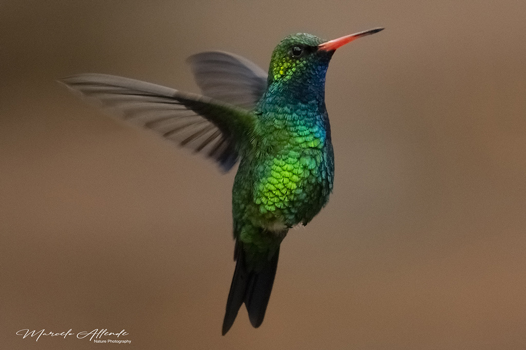 Aves del Nea: Picaflor verde (Glittering-bellied Emerald) Chlorostilbon ...