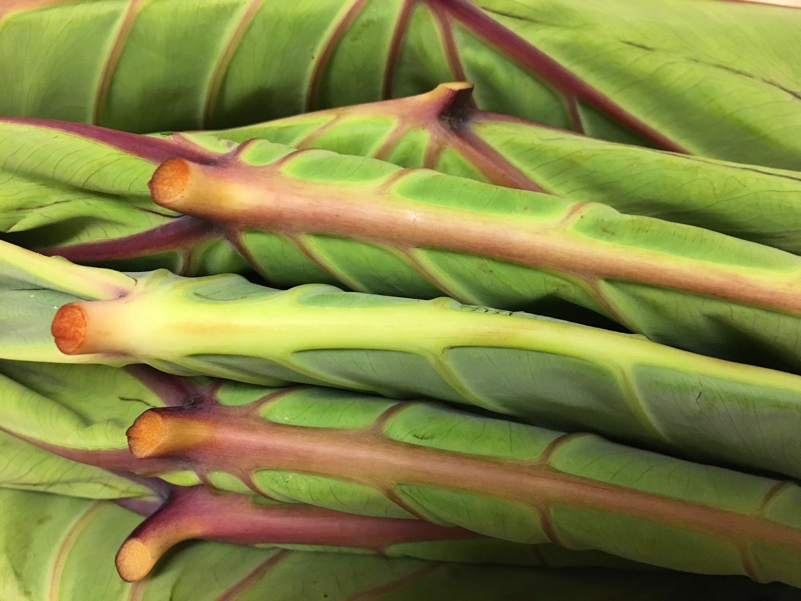 Aloha from Hawaii: The Sacred, Life sustaining Hawaiian plant ancestor ...