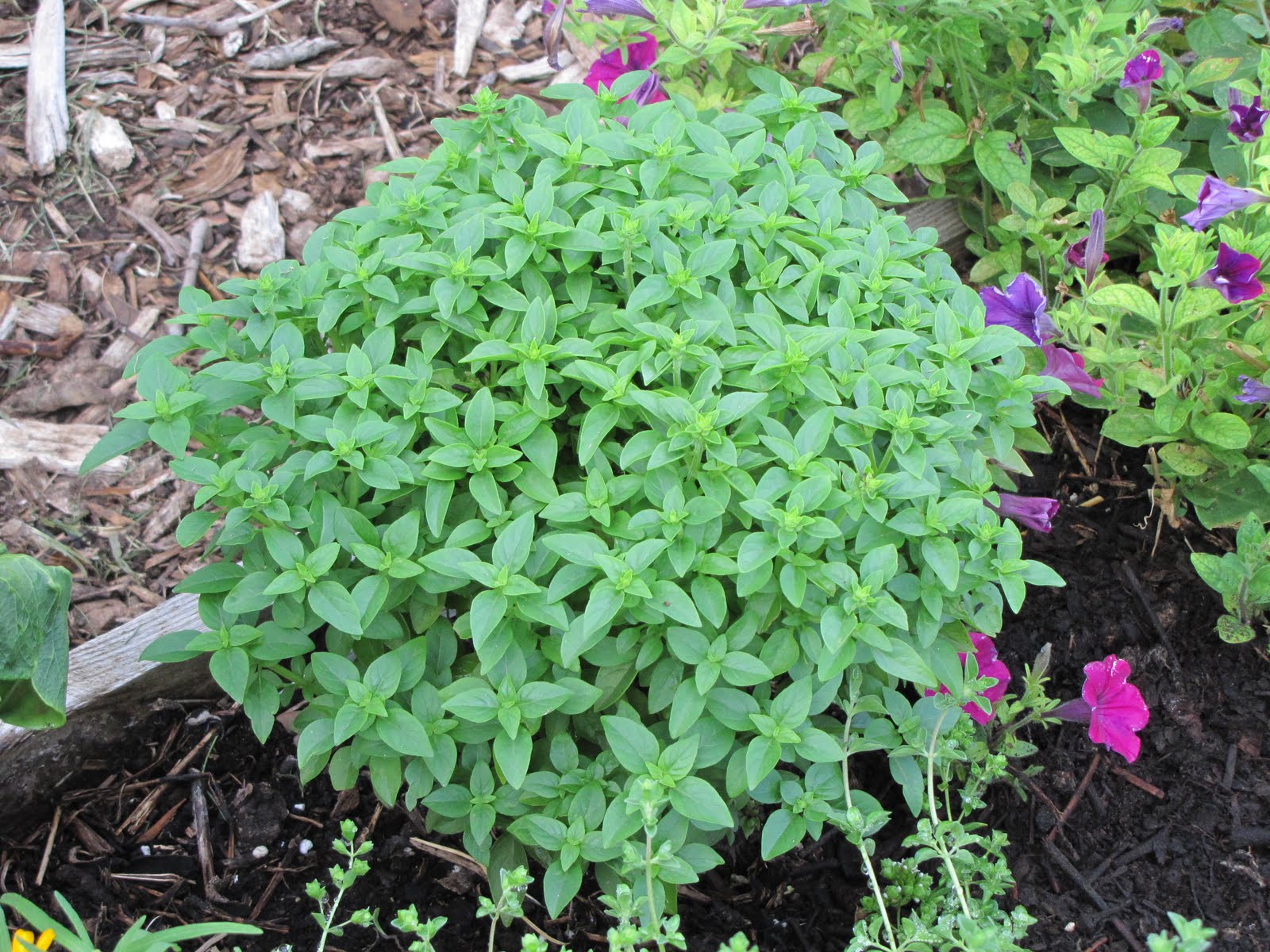 Garden Thymes: Glorious basil