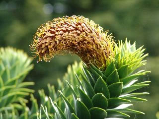 Botânica- Taxonomia: Coniferophyta(Coniferófitas)