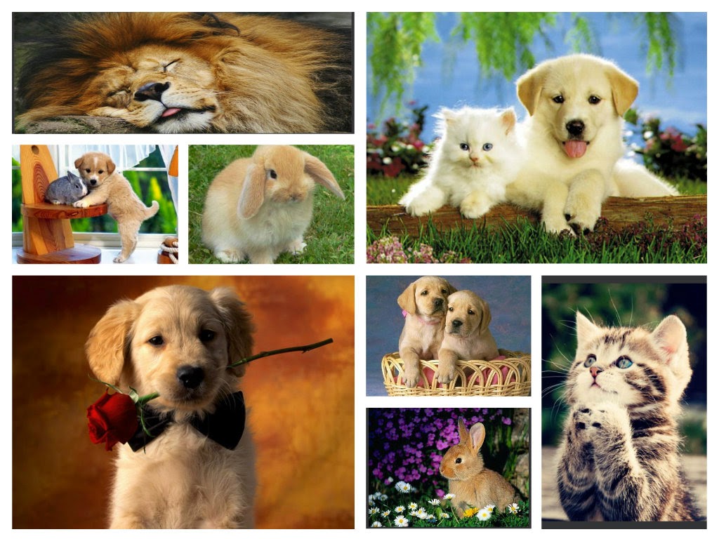animales y perros: collage
