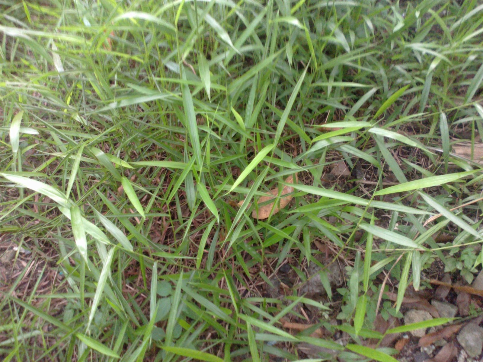 Obat-Obatan: Rumput Bambu