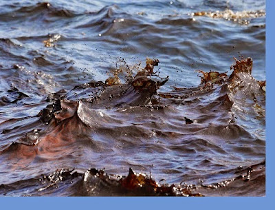 Oil and pollution | Oil bolgg oiled