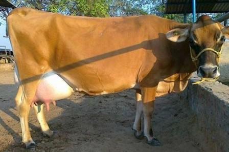 Kumpulan Foto dan Gambar Sapi Serta Ciri-cirinya - Ilmu Ternak