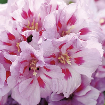 Best Flower's Care: GODETIA