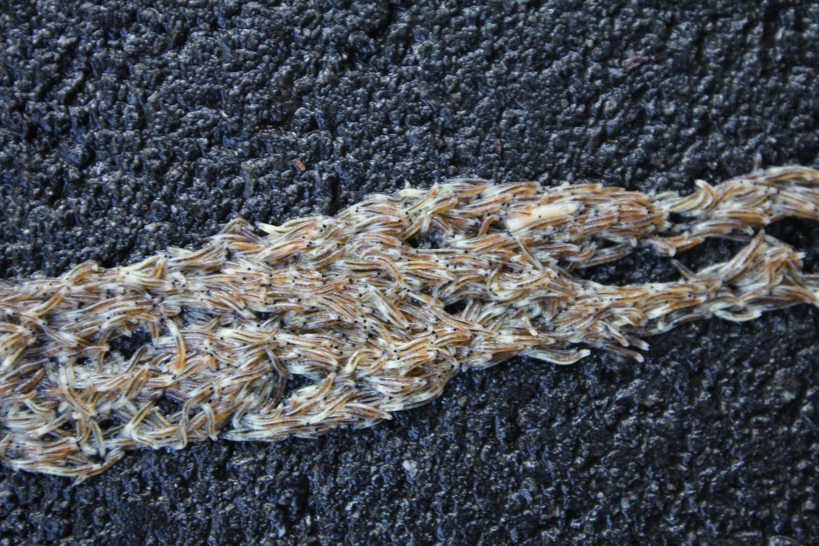 Sweat Bread: Worm Migration