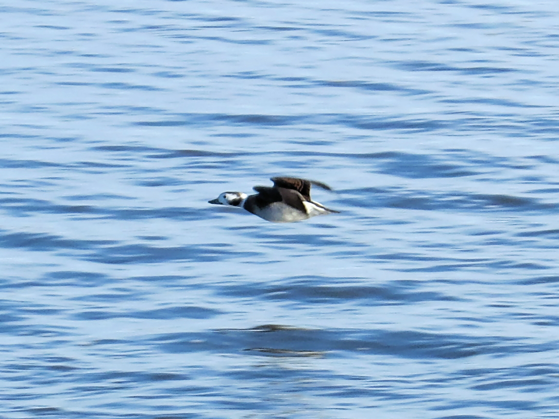 Aberbrothock: The Lurgies, Montrose Basin - Scaup and Long-tailed Duck