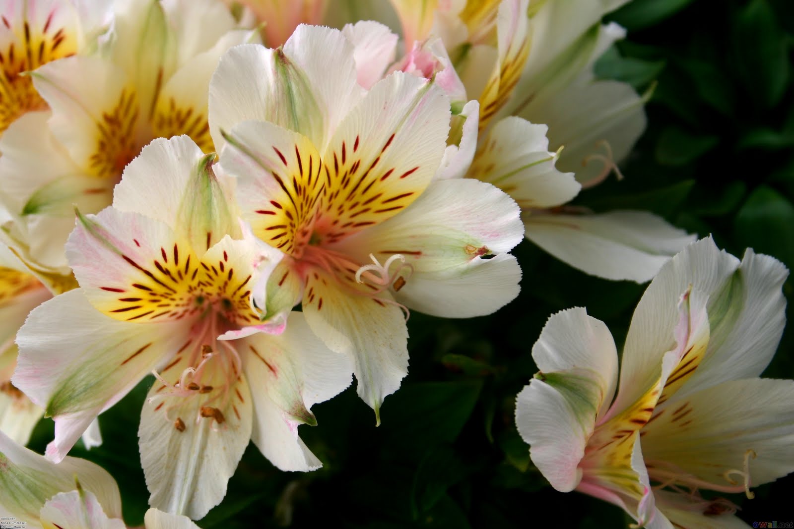 Chanel's Carnations: Flower of the Day: Alstroemeria