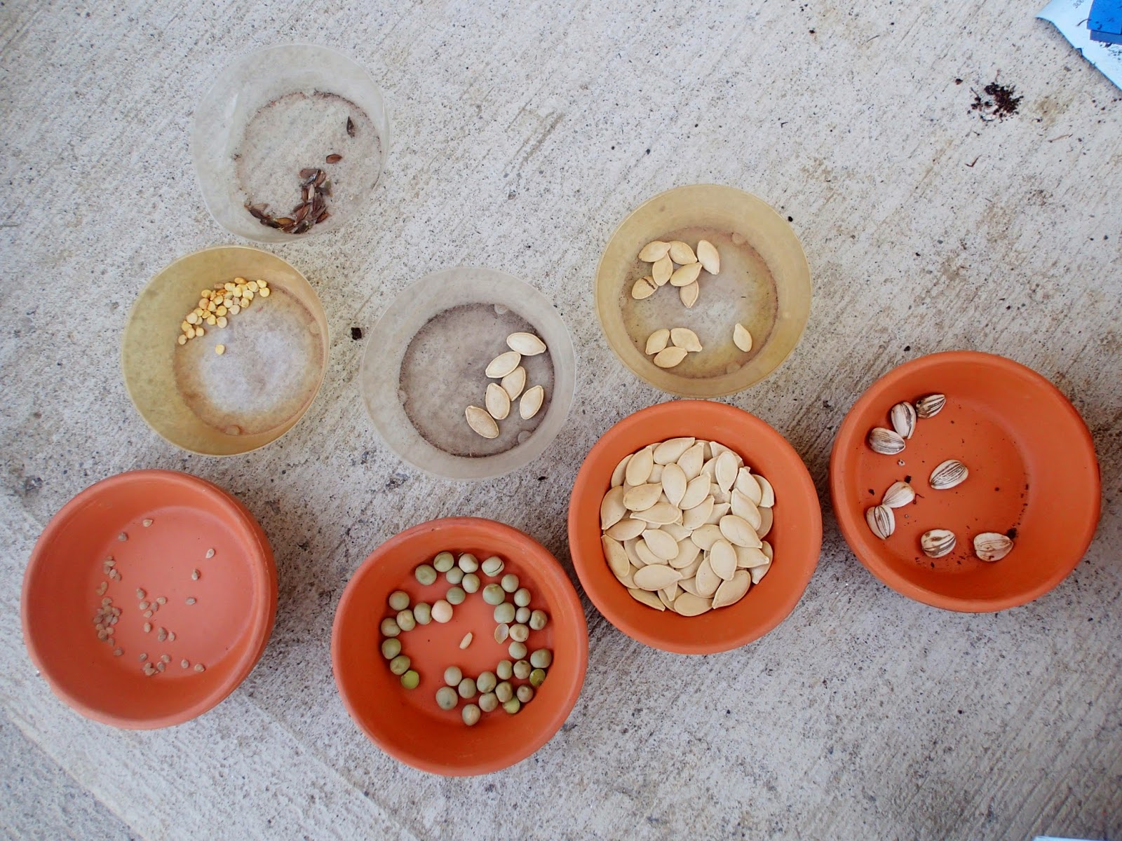 1 Day at Home: Seeds