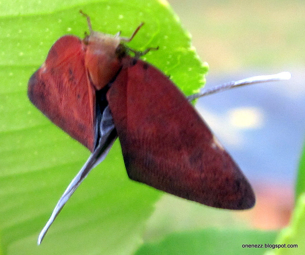 Onenezz: Butterflies in Love