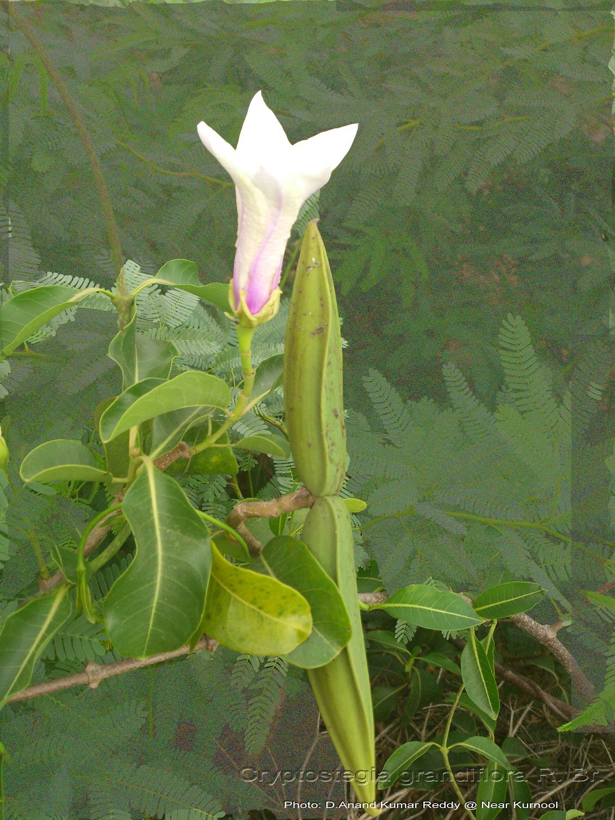 Medicinal Plants: Cryptostegia grandiflora Rubber chettu Palai