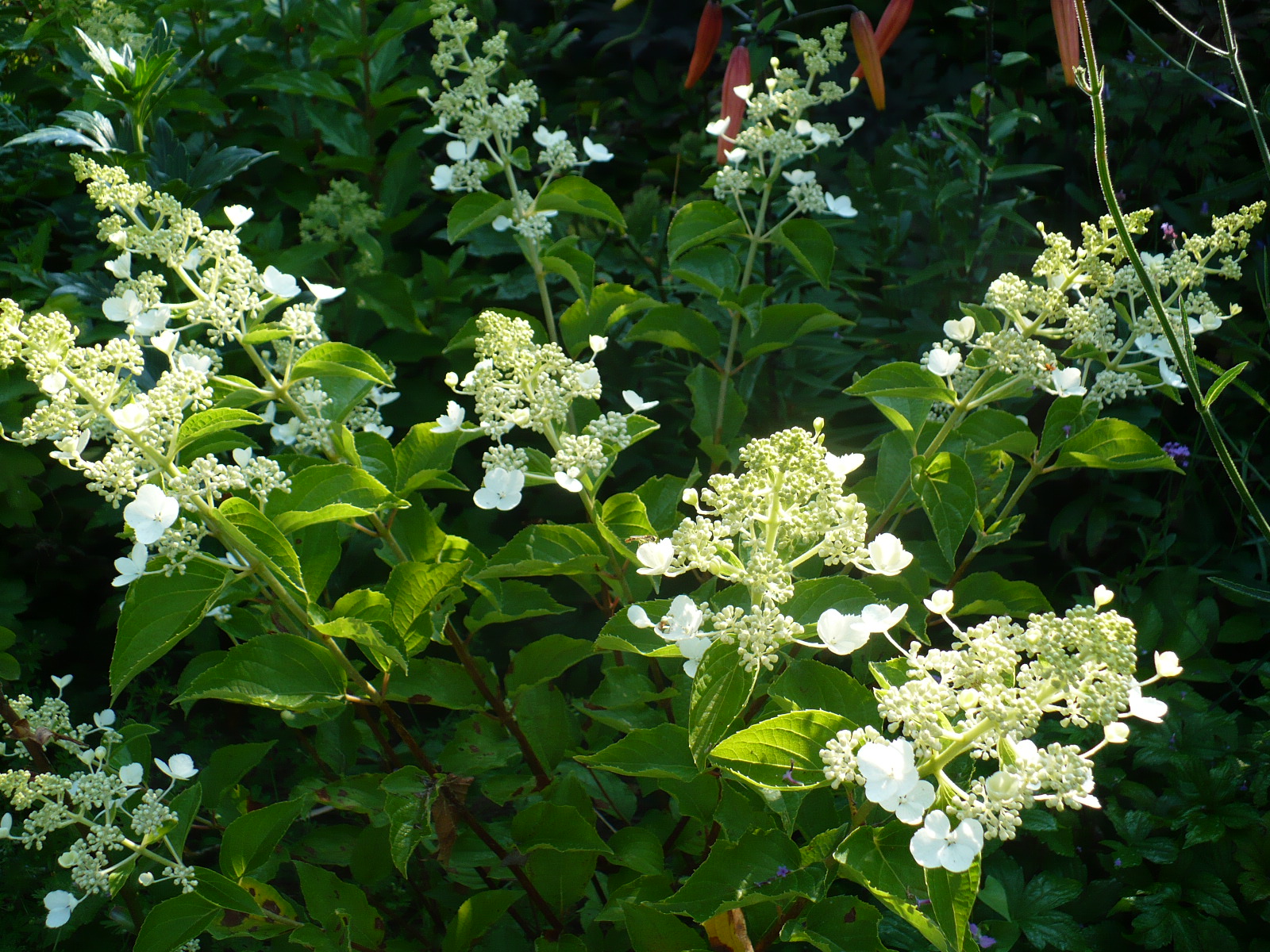 Hydrangea, Hortensja: Hydrangea paniculata (Hortensja bukietowa)' White ...