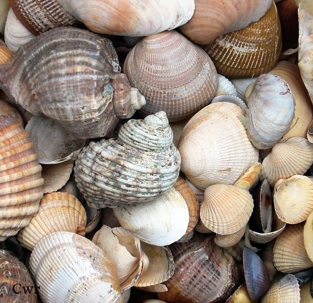 Learn for Fun: Konosé bo Isla 2012-04: Schelpen