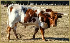 Razas Bovinas: Criolla