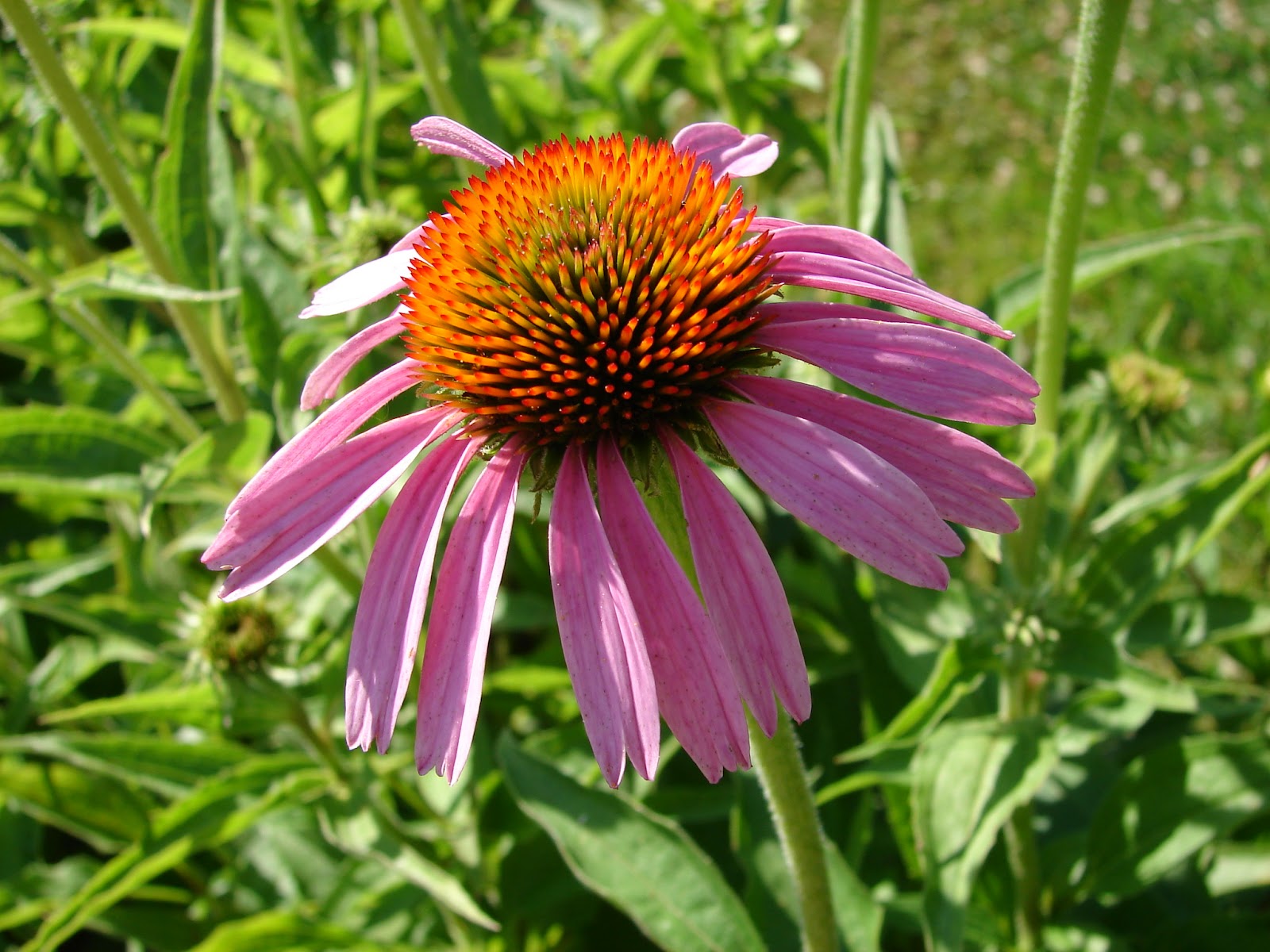 New Utah Gardener: Echinacea purpurea - Another Favorite Waterwise ...